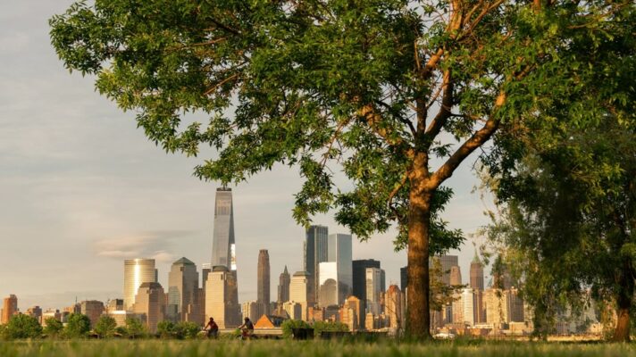 Urban Trees: Expectation vs. Reality - TreeBuilders