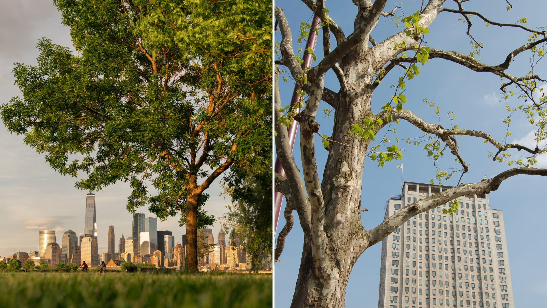 Urban Trees: Expectation vs. Reality - TreeBuilders